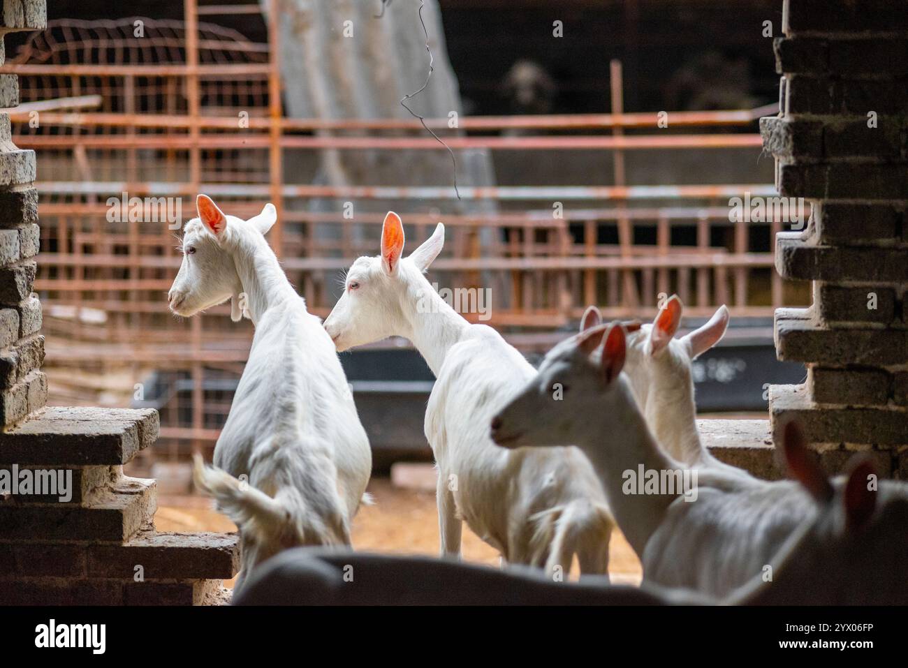 White dairy goat in hi-res stock photography and images - Alamy