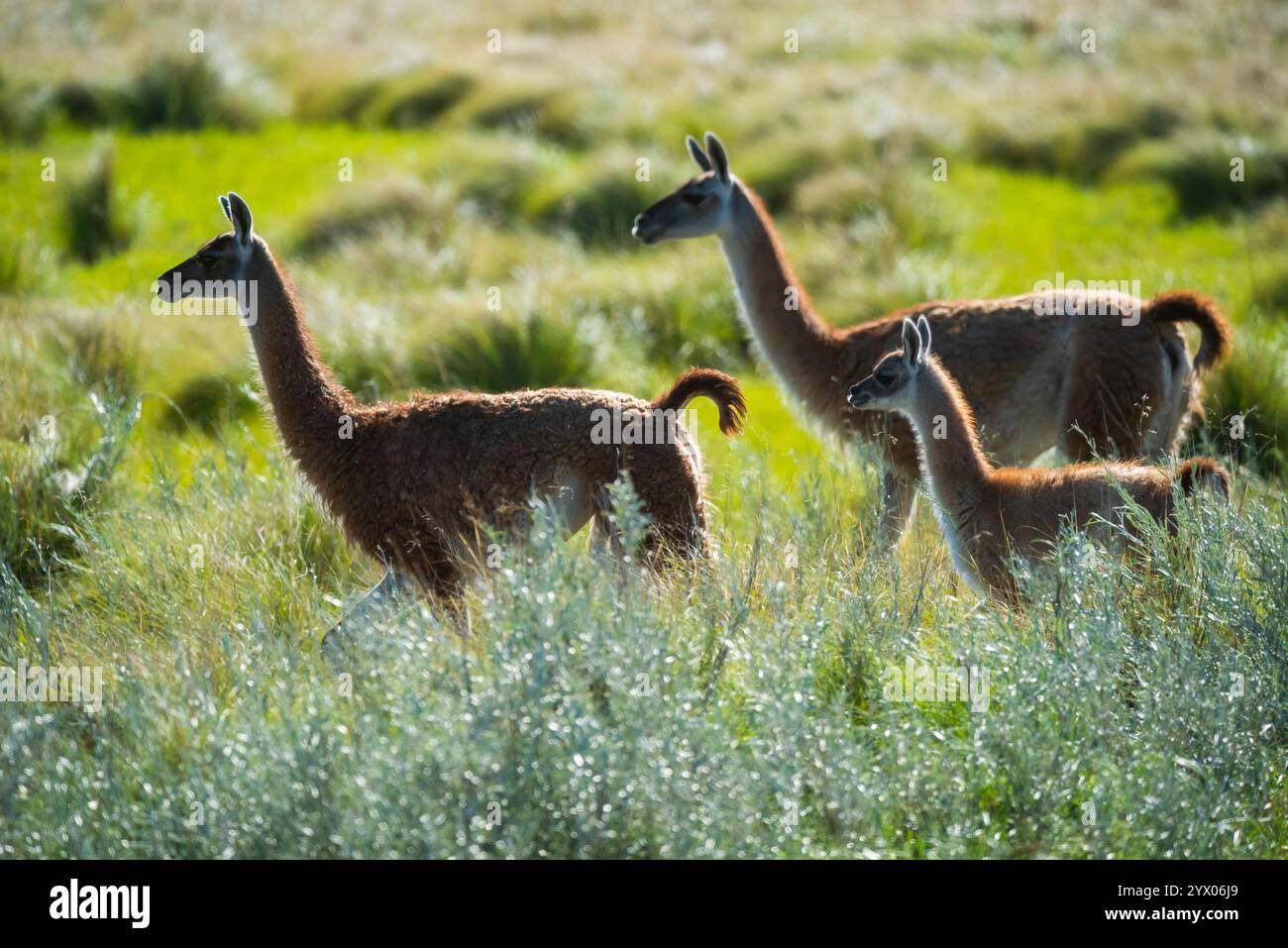 Sierra guanacos hi-res stock photography and images - Alamy