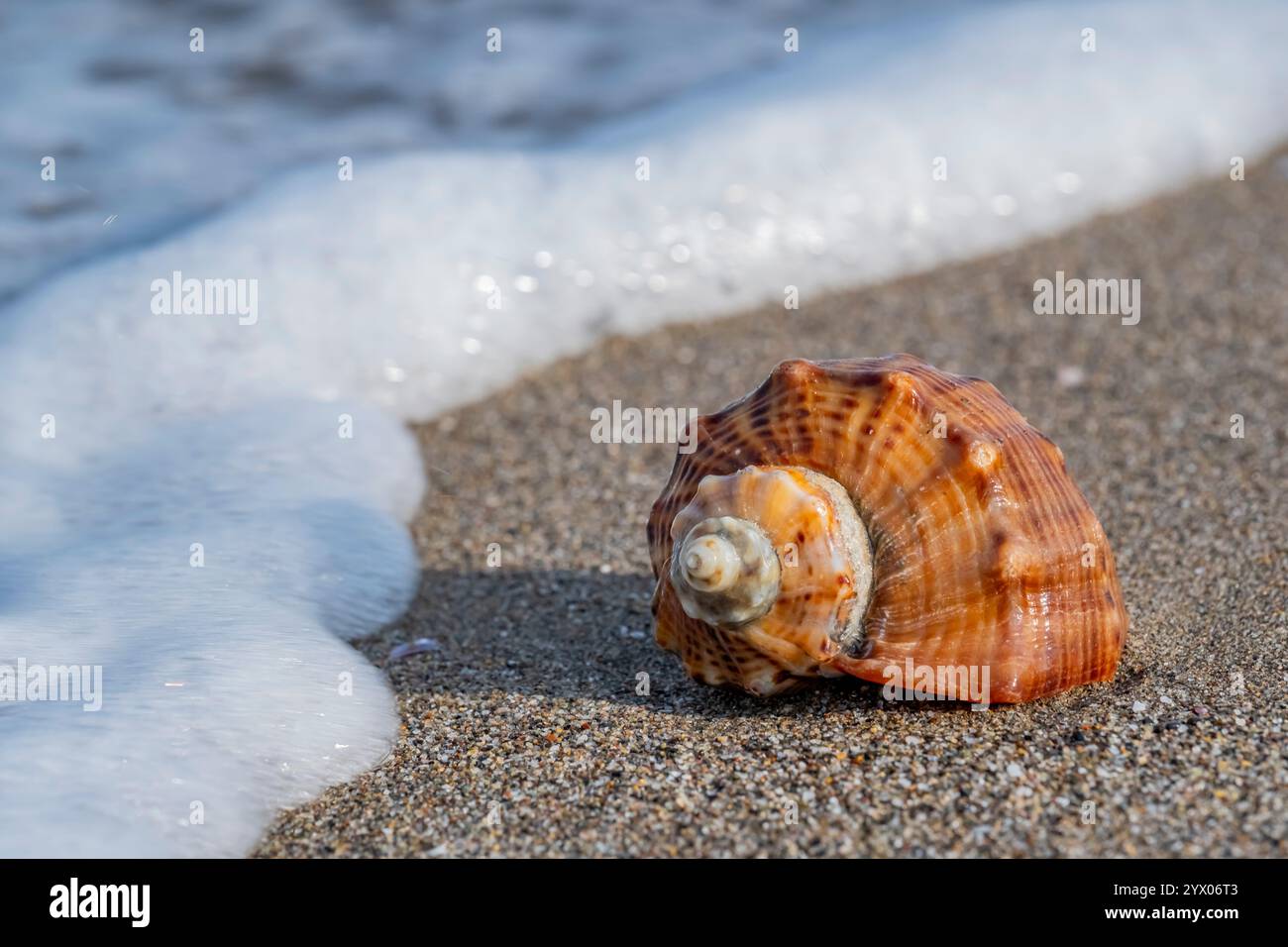 A shell is laying on the sand. The shell is brown and has a small hole ...