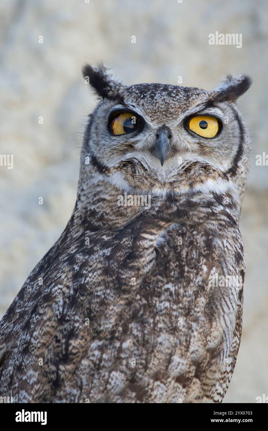 Great Horned Owl, Bubo virginianus nacurutu, Peninsula Valdes ...