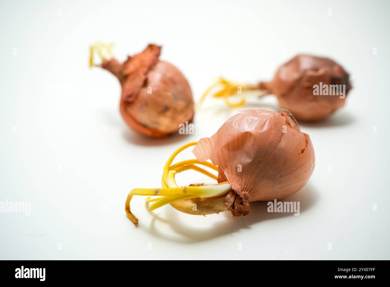 product photo of old sprouting onions isolated on a neutral background ...
