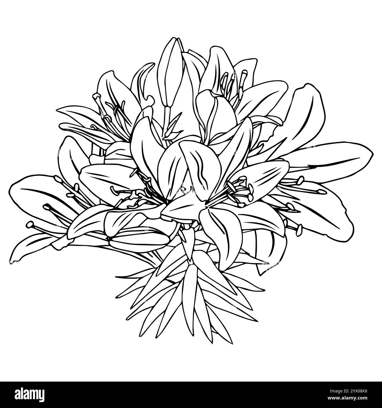Bouquet of lilies in doodle style. Openwork illustration isolated on white background Stock ...
