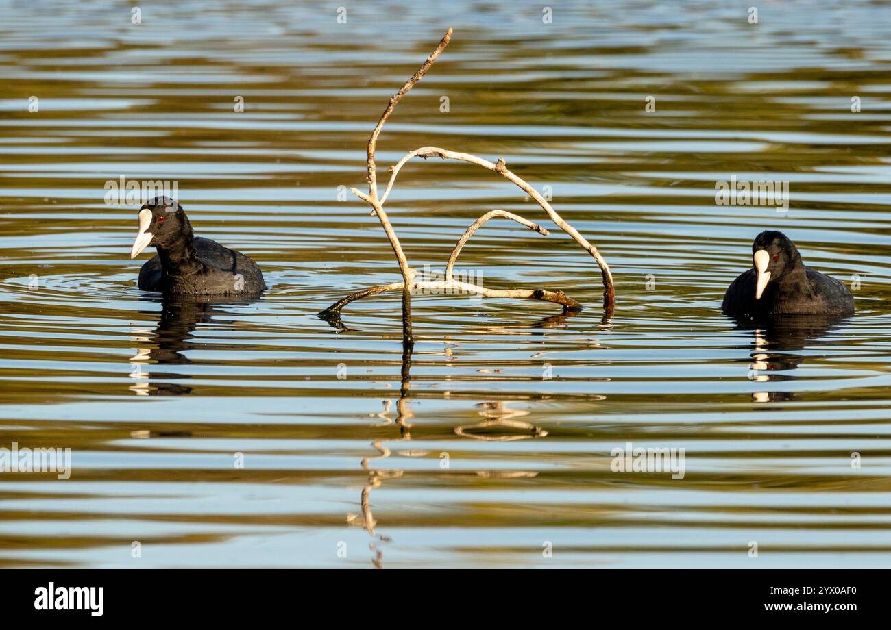 Two coots and a branch hi-res stock photography and images - Alamy