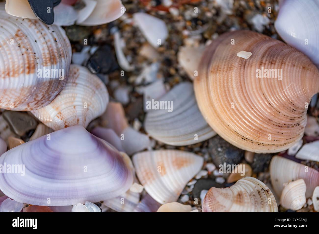 A pile of shells on the beach. The shells are of different sizes and ...
