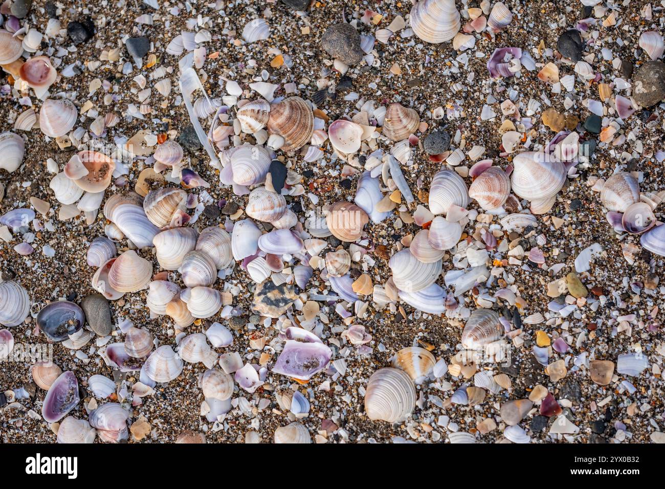 A beach scene with a lot of shells scattered on the sand. The shells ...