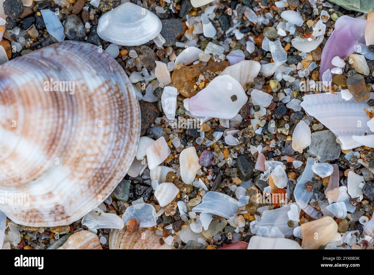 A beach scene with a lot of shells scattered on the sand. The shells ...
