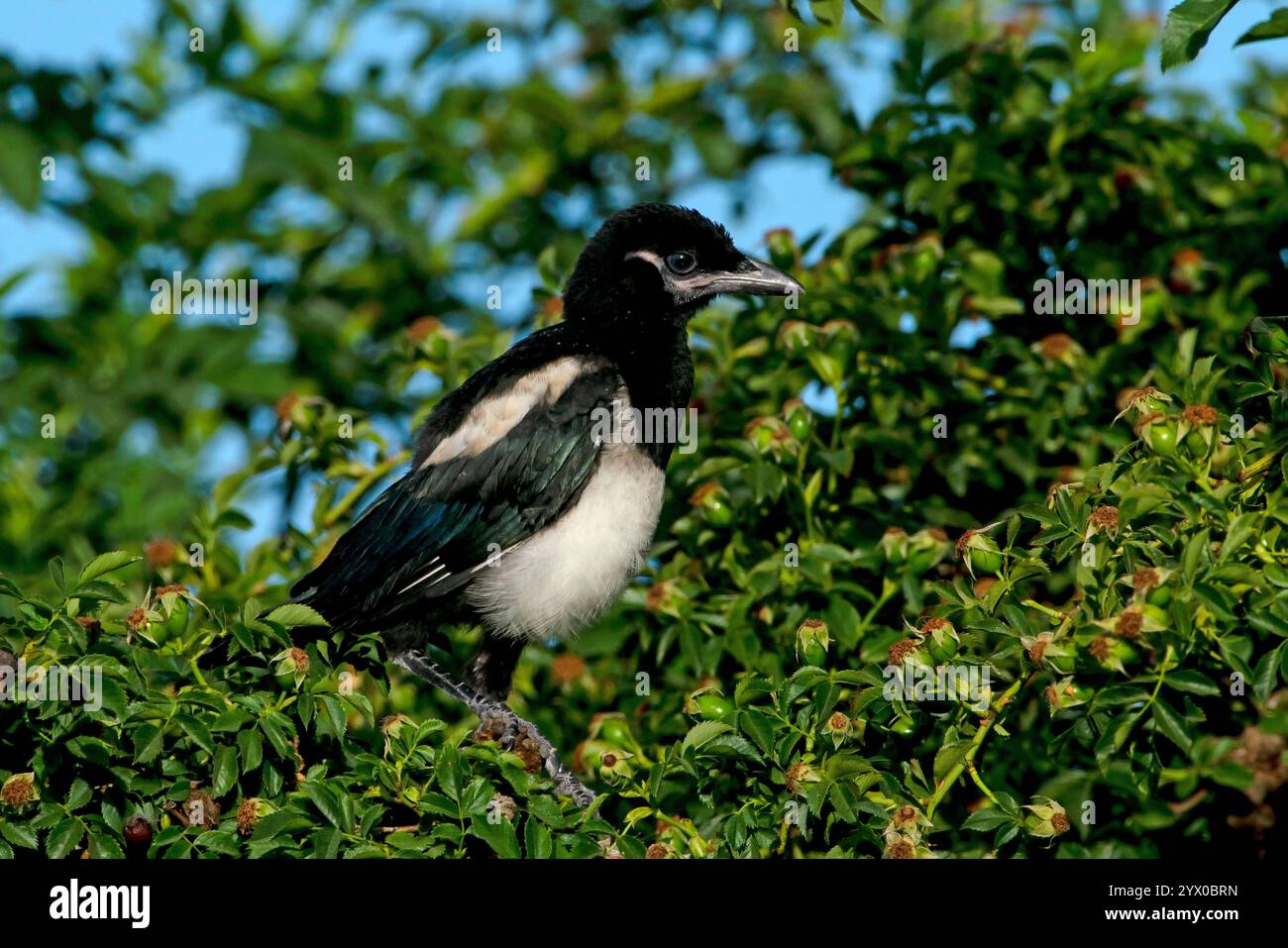 Black-billed Magpie immature in Eagle Island State Park, Idaho Stock ...