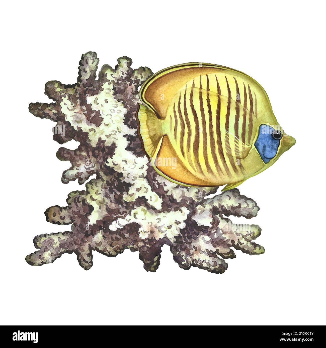 Marine, coral yellow butterfly fish. A hand-drawn watercolor ...