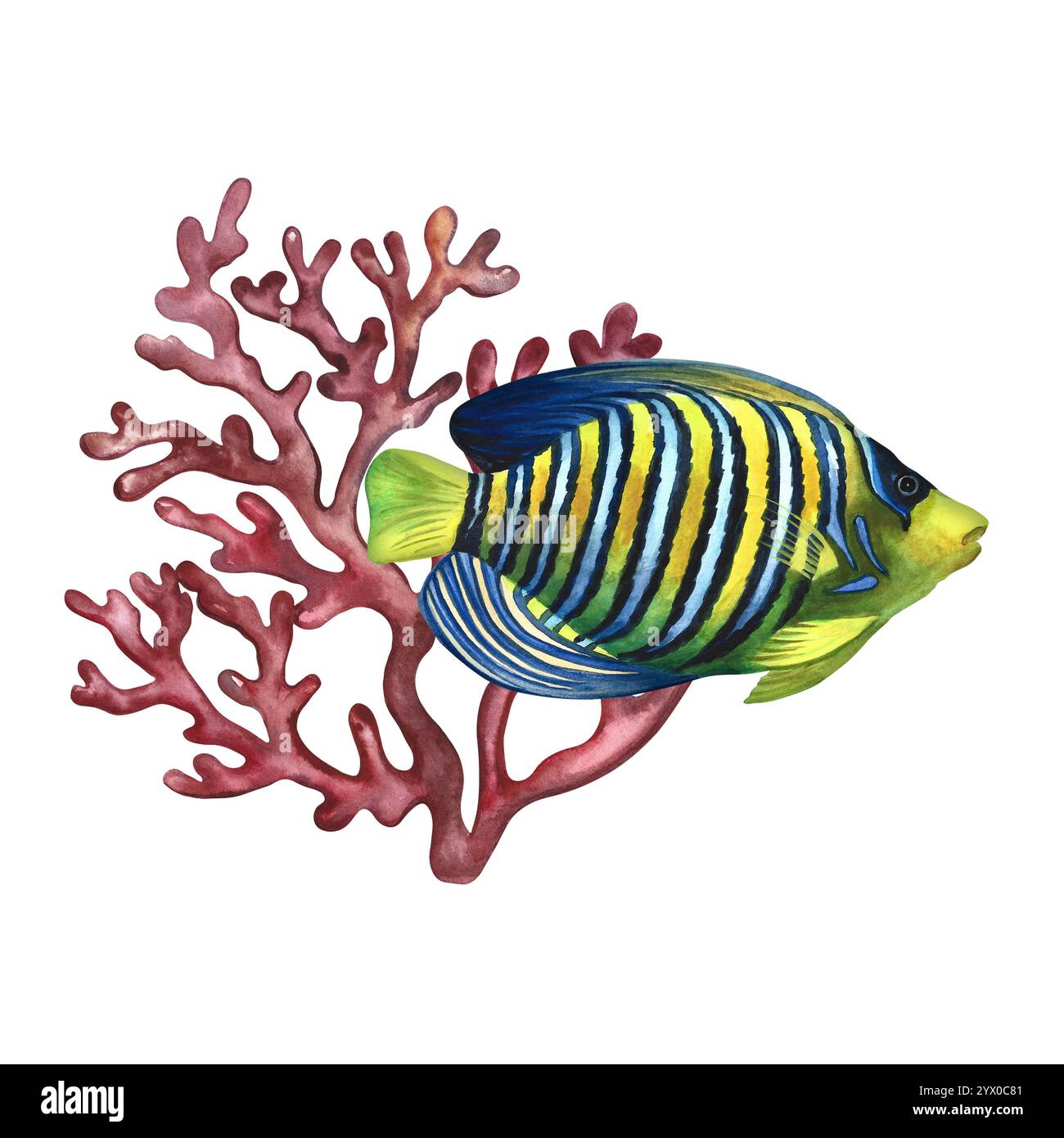 Angelfish in aquarium Cut Out Stock Images & Pictures - Alamy