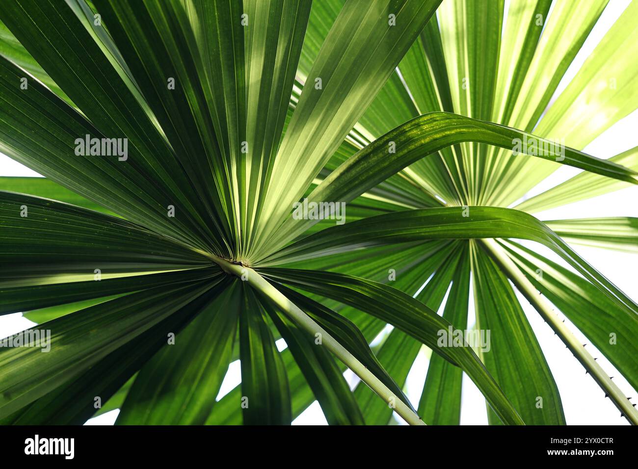 Licuala paludosa hi-res stock photography and images - Alamy