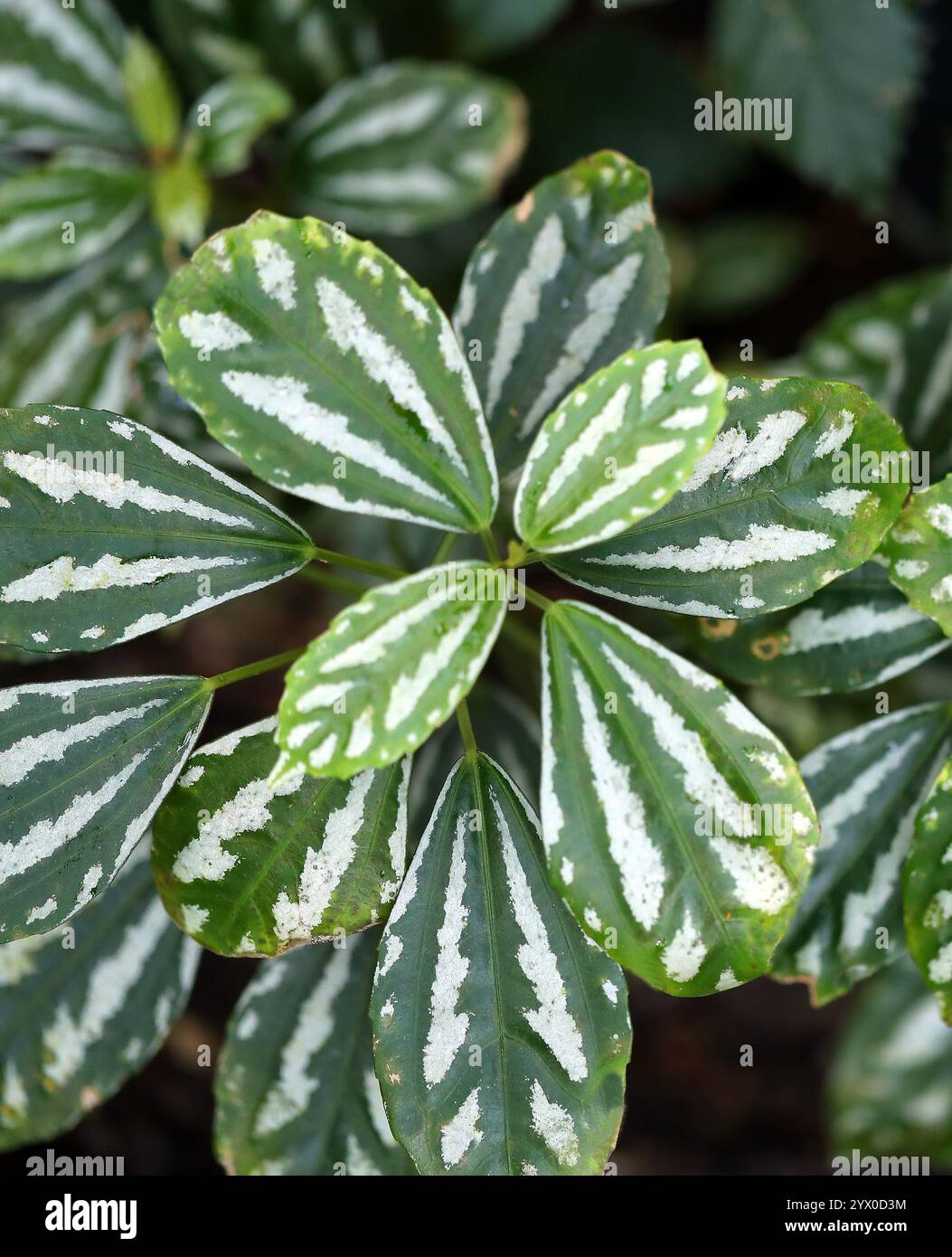 Aluminium Plant or Watermelon Pilea, Pilea cadierei, Urticaceae ...
