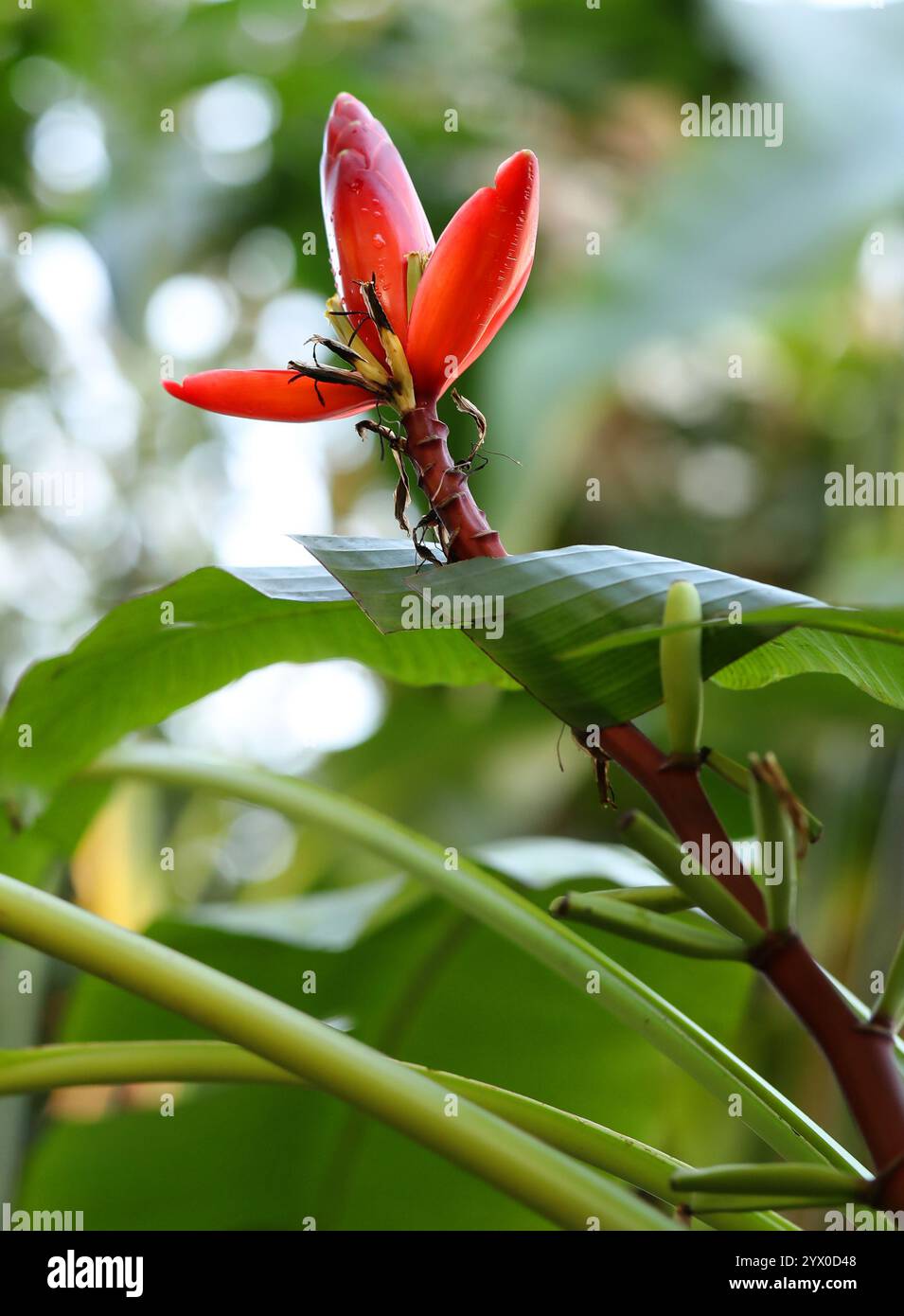 Pisang tajak hi-res stock photography and images - Alamy