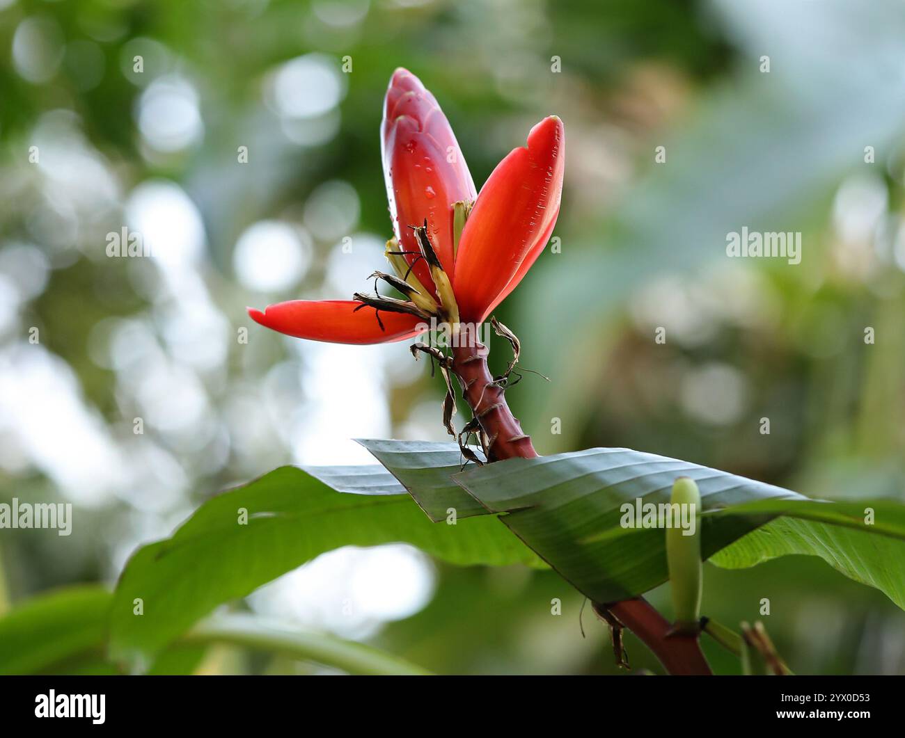 Musa hottana hi-res stock photography and images - Alamy