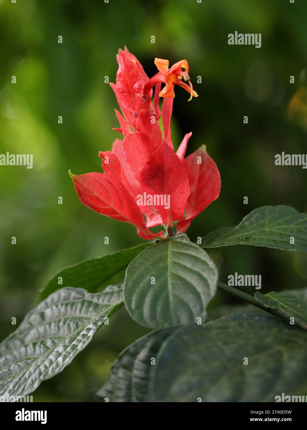 Peruvian Wild Petunia or Ruellia, Ruellia chartacea, Acanthaceae ...