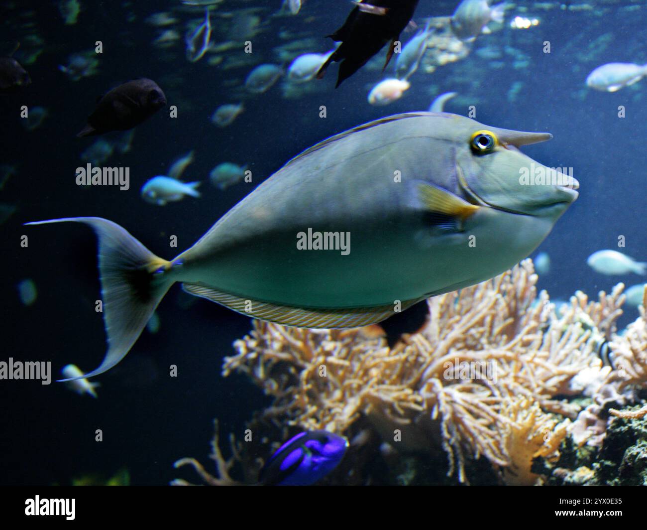 Unicorn Surgeon Fish, Bluespine Unicornfish or Short-nose Unicornfish ...