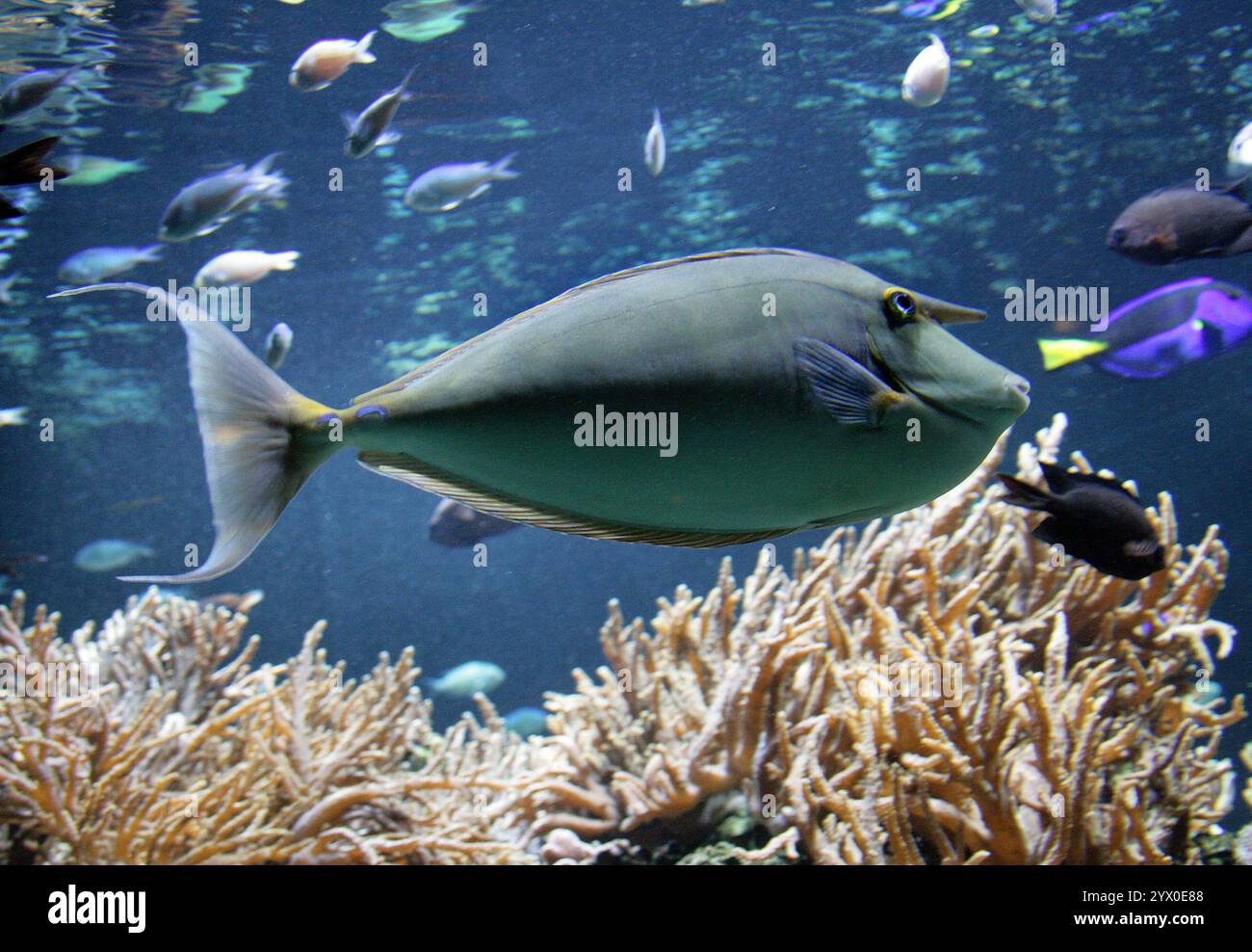 Unicorn surgeon fish hi-res stock photography and images - Alamy