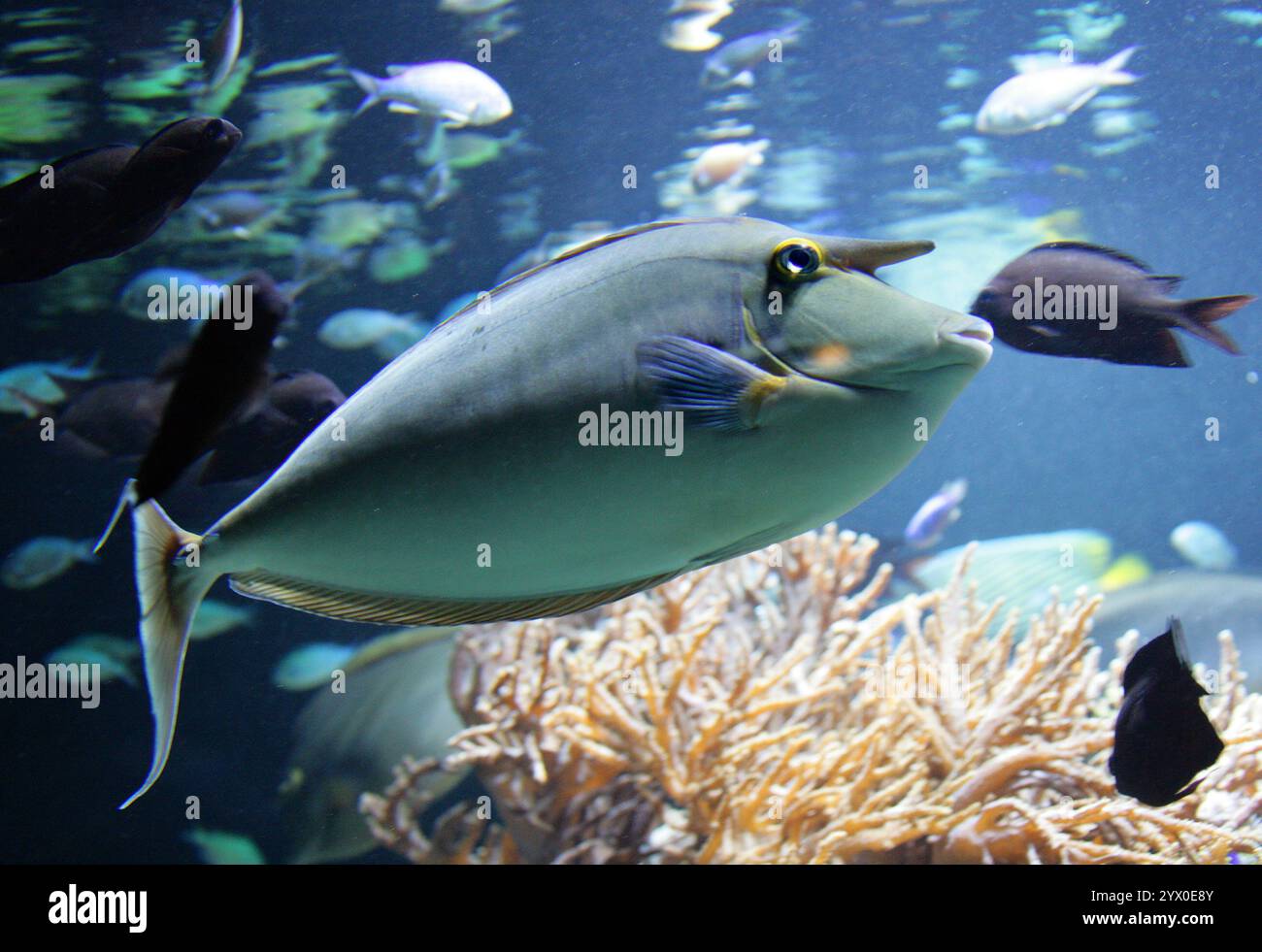 Unicorn Surgeon Fish, Bluespine Unicornfish or Short-nose Unicornfish ...