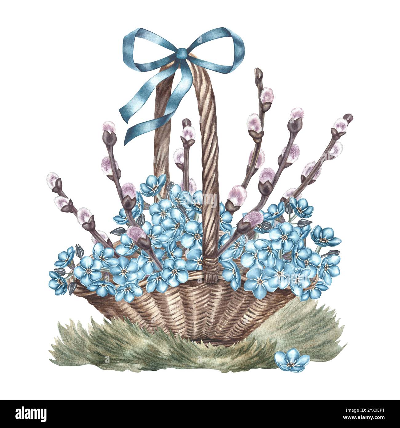A basket with forget-me-nots and willow twigs. A hand-drawn watercolor ...
