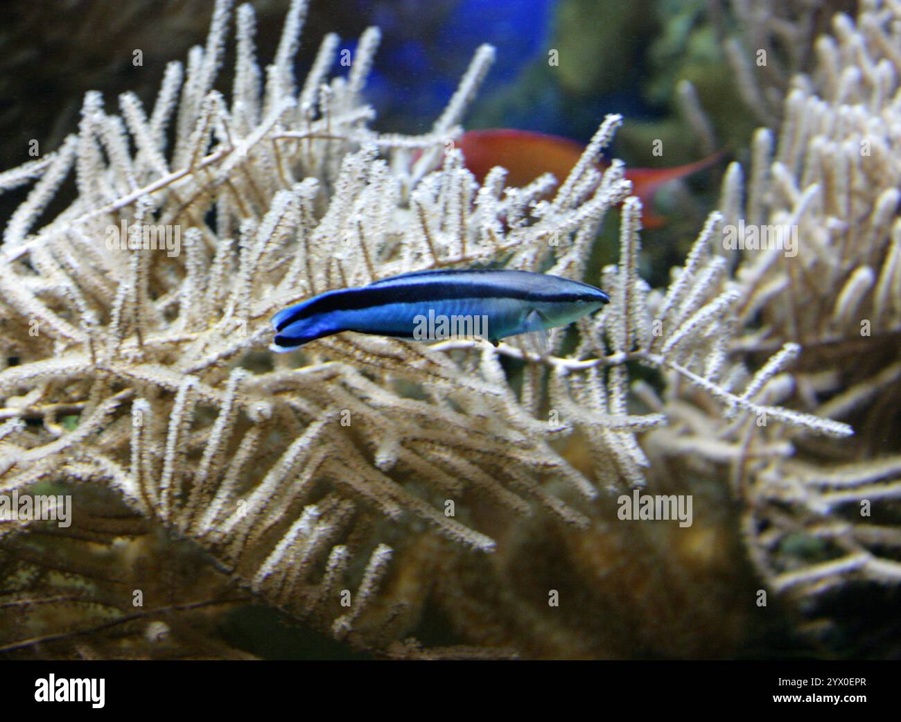 Bluestreak Cleaner Wrasse, Labroides dimidiatus, Labridae. Red Sea to ...