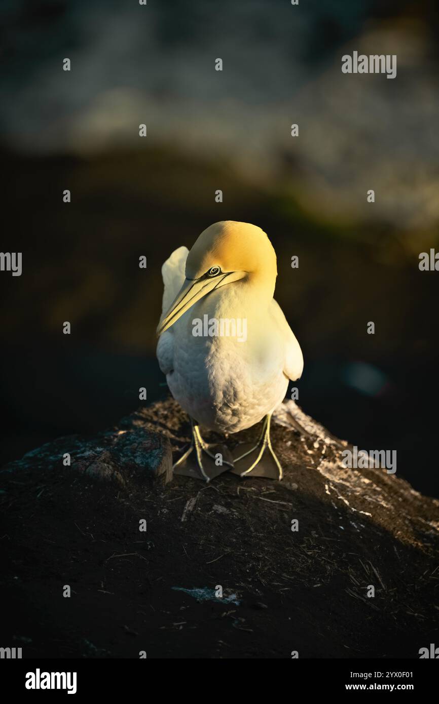 The three gannet species are closely related and are sometimes treated ...