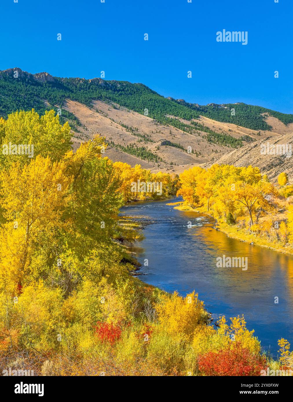 fall colors along the big hole river near divide, montana Stock Photo ...