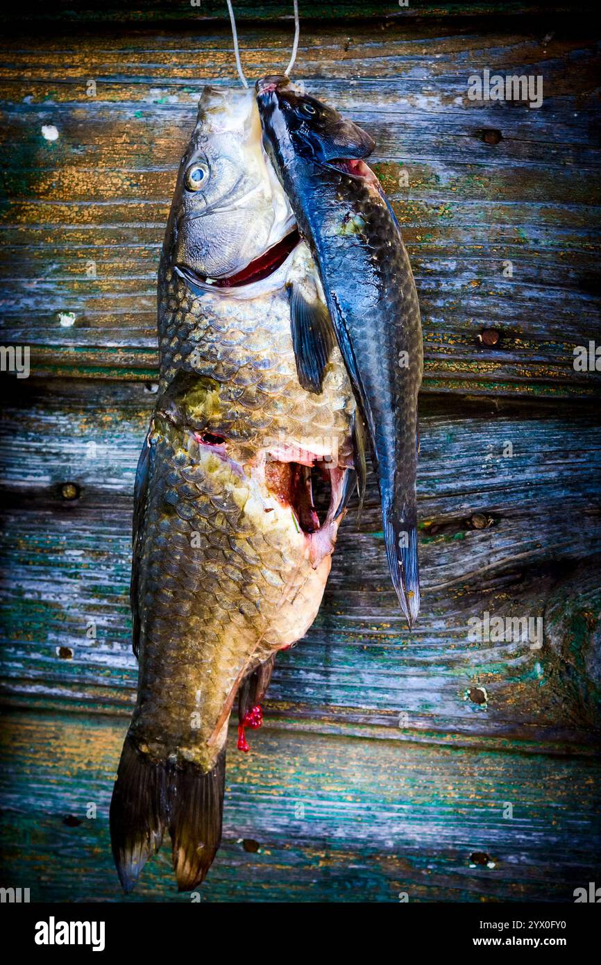 Freshly caught fish hanged on barn door waiting to be cooked Stock ...