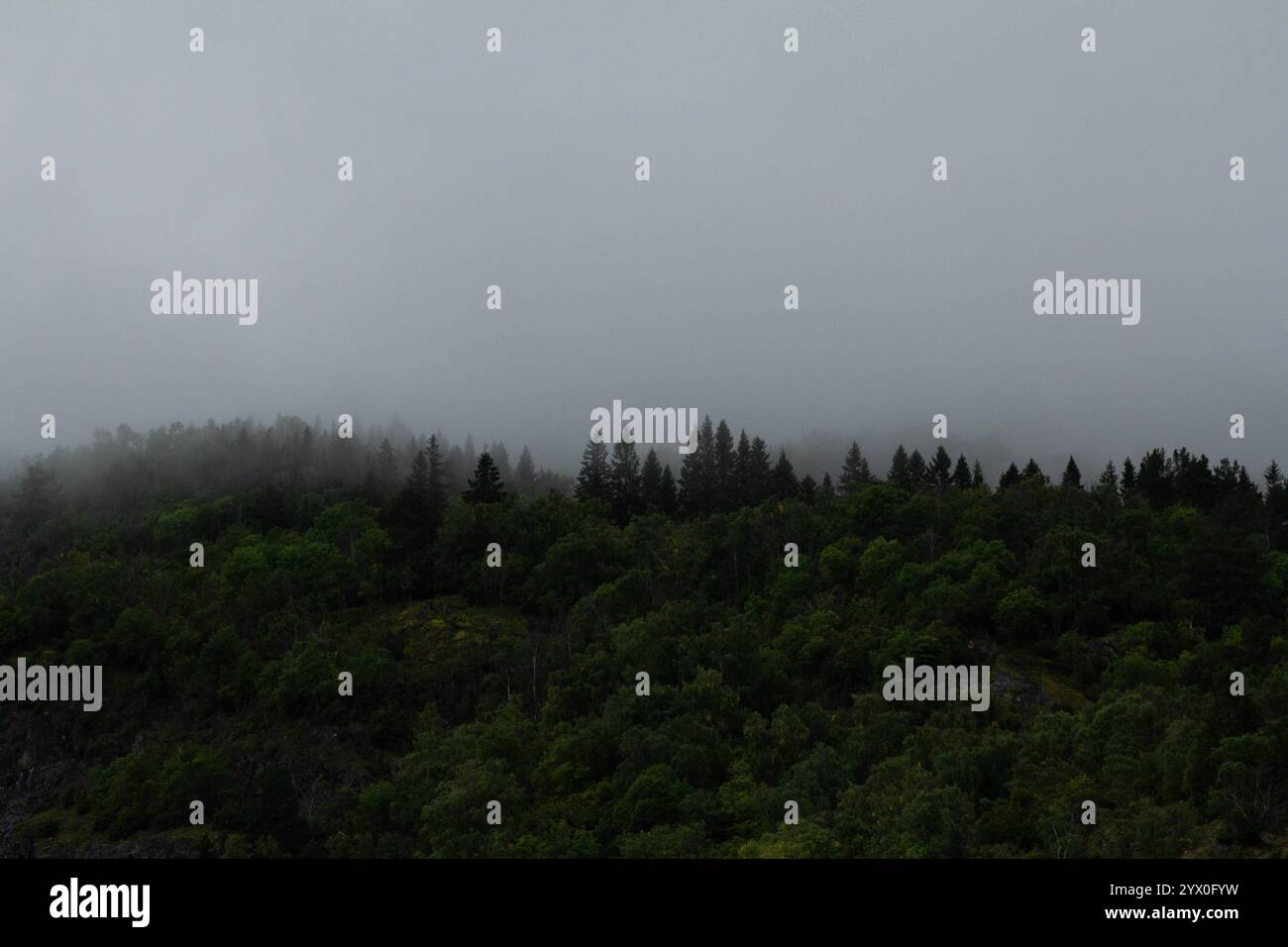 A mysterious forest enveloped in thick mist and fog, with trees fading into the haze Stock Photo ...
