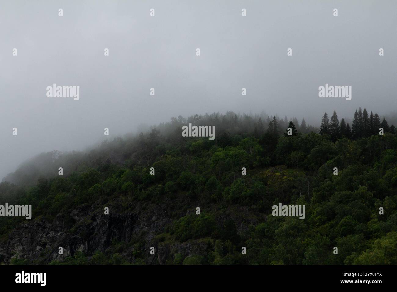 A mysterious forest enveloped in thick mist and fog, with trees fading into the haze Stock Photo ...