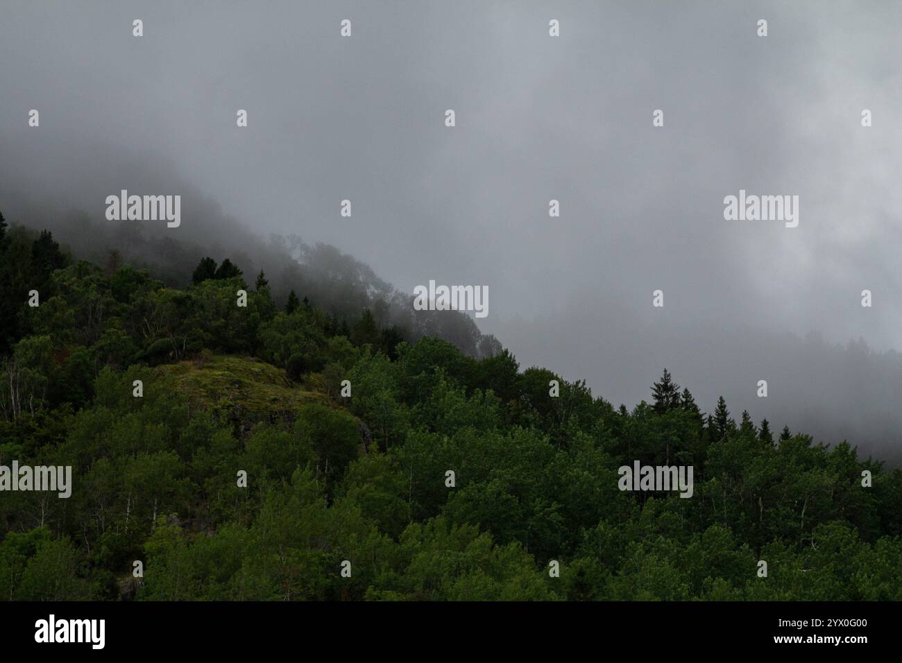 A mysterious forest enveloped in thick mist and fog, with trees fading into the haze Stock Photo ...