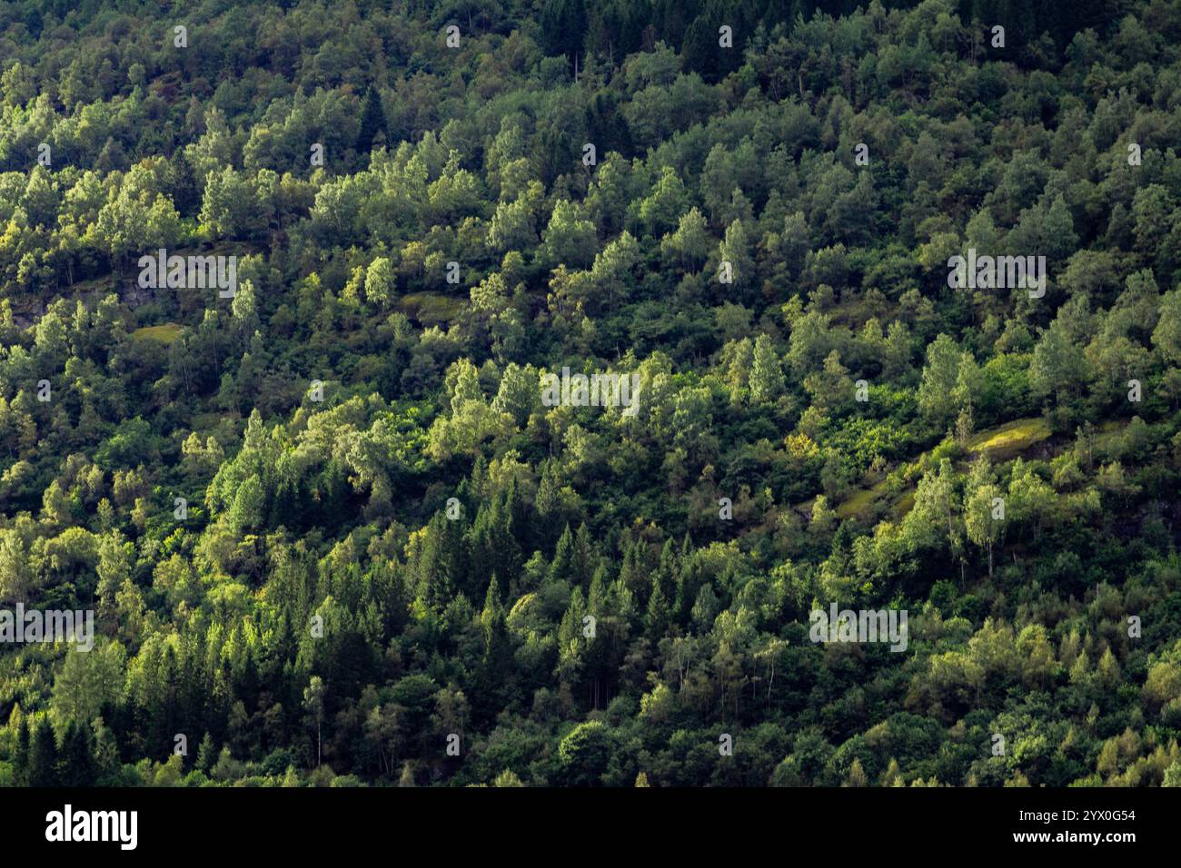 A breathtaking aerial view of a dense forest, with trees creating a ...