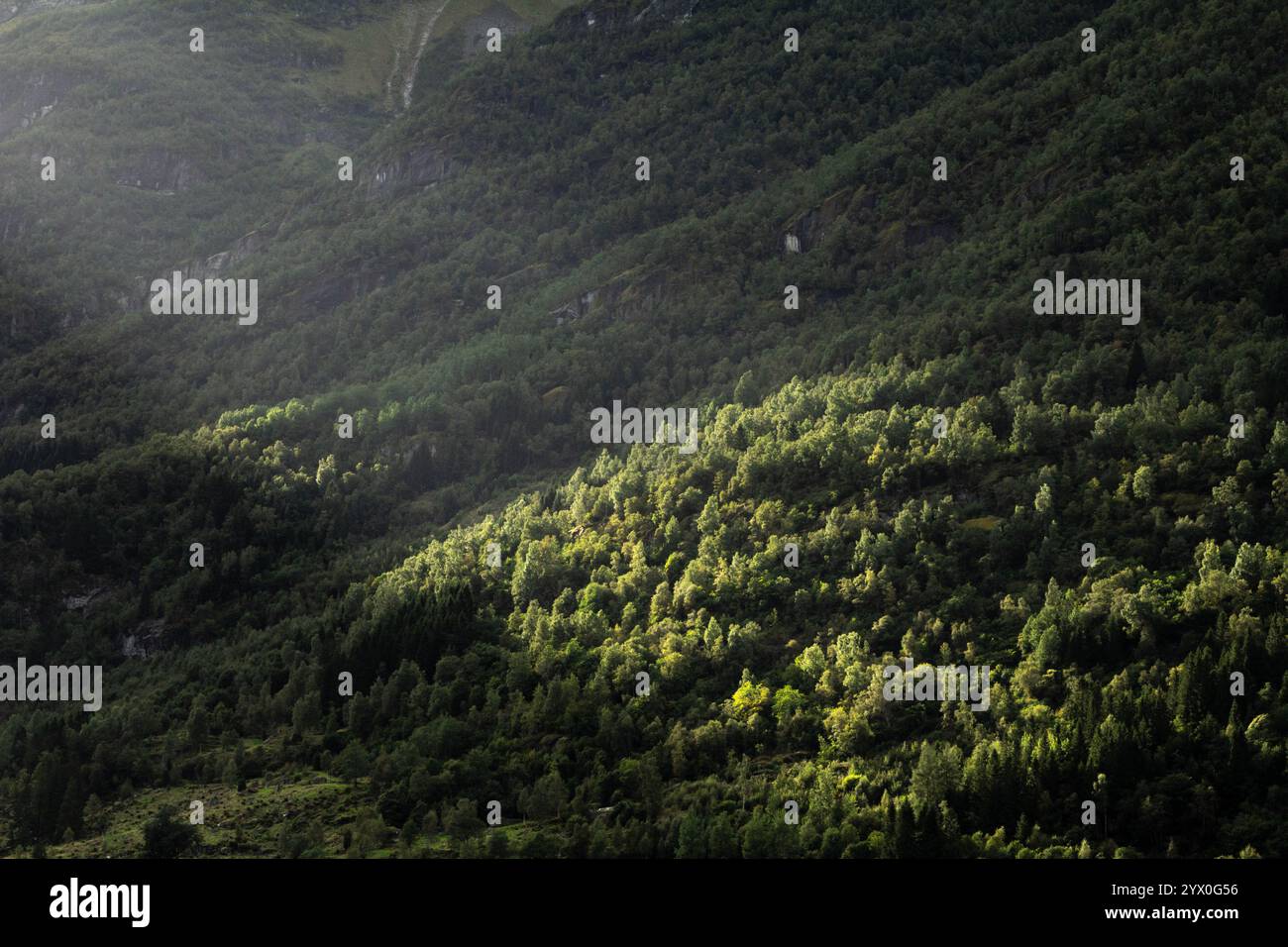 A breathtaking aerial view of a dense forest, with trees creating a ...