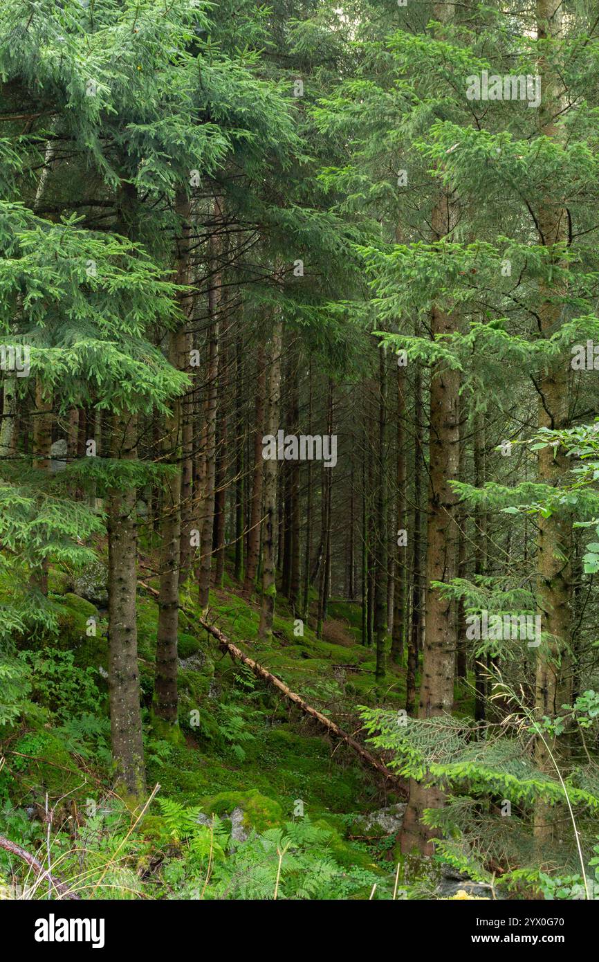 A peaceful forest in Jostedalsbreen National Park, with towering trees ...