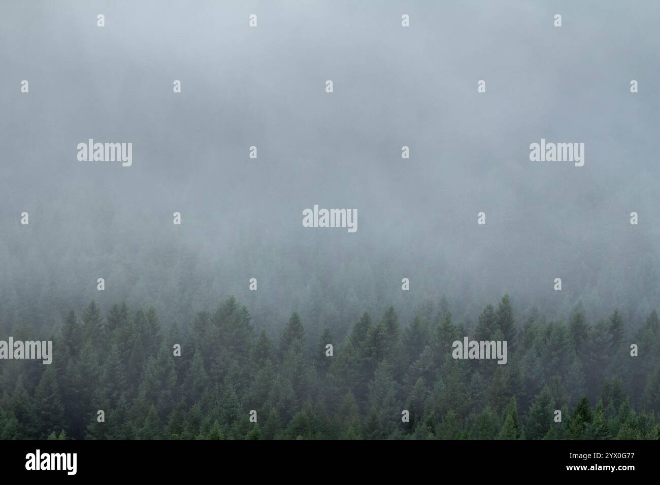 A mysterious forest enveloped in thick mist and fog, with trees fading into the haze Stock Photo ...