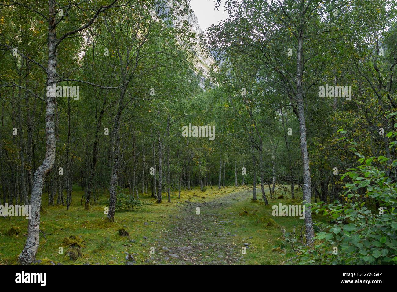A peaceful forest in Jostedalsbreen National Park, with towering trees ...