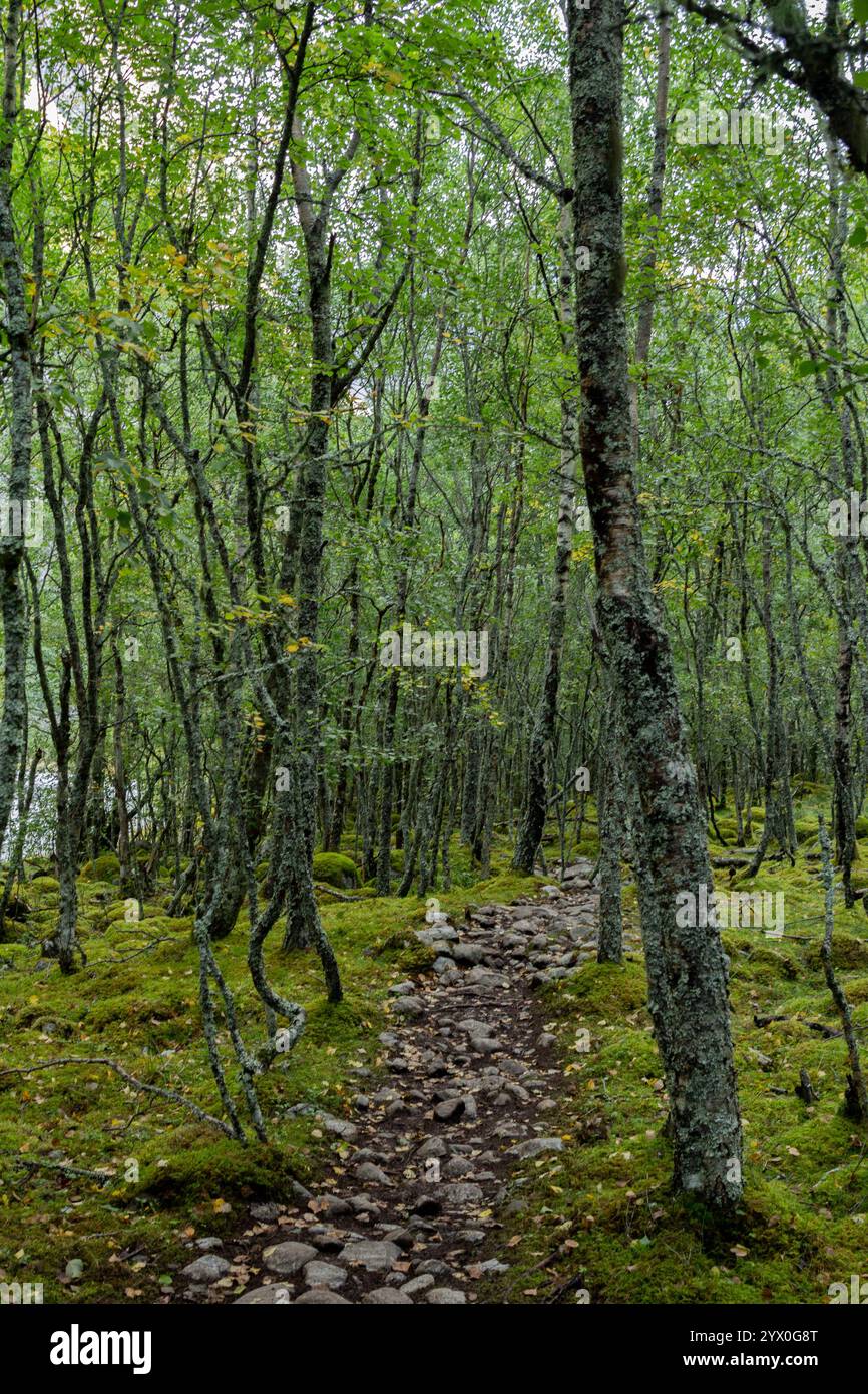 A peaceful forest in Jostedalsbreen National Park, with towering trees ...
