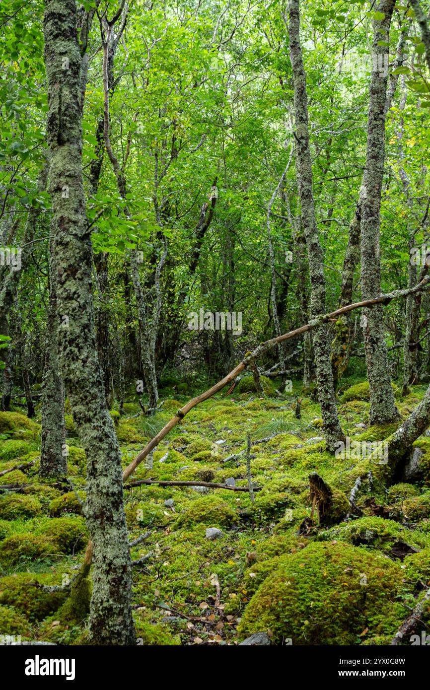 A peaceful forest in Jostedalsbreen National Park, with towering trees ...