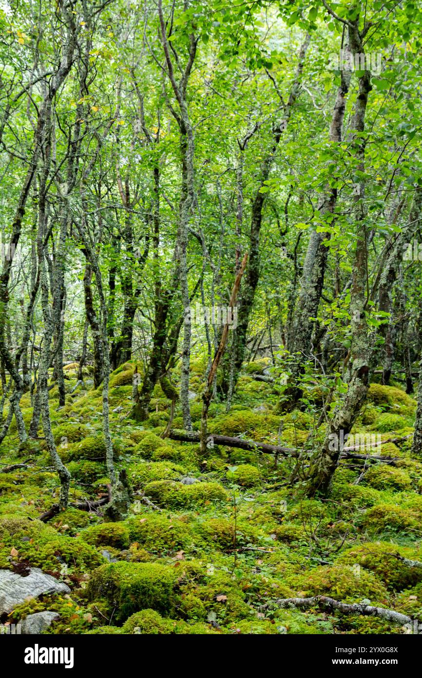 A peaceful forest in Jostedalsbreen National Park, with towering trees ...