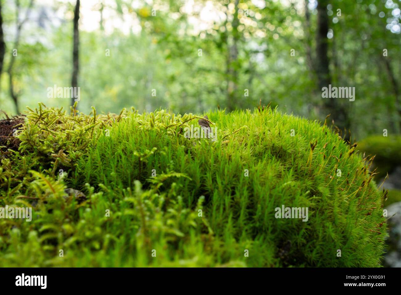 A peaceful forest in Jostedalsbreen National Park, with towering trees ...