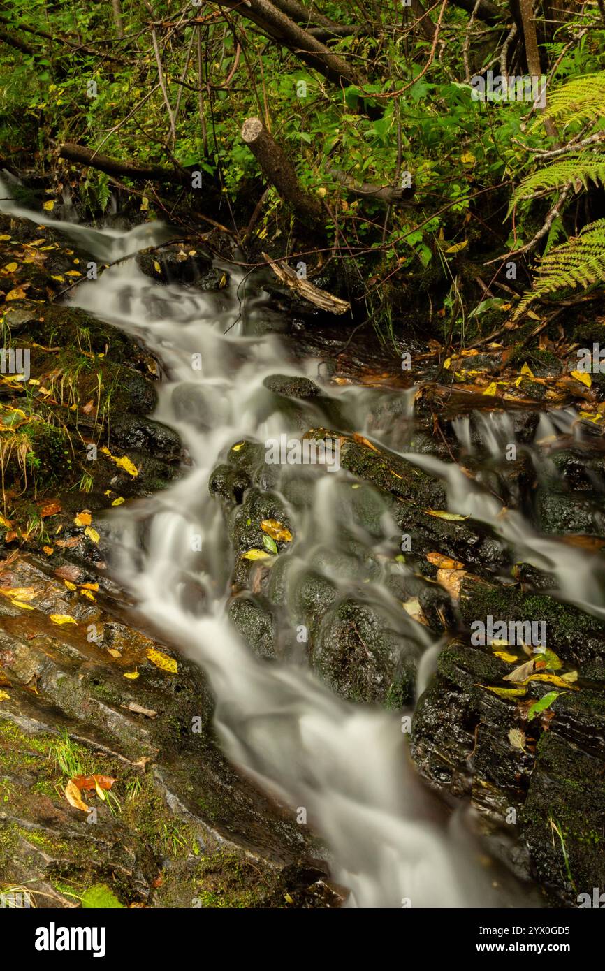 Cascading stream flows through lush hi-res stock photography and images ...