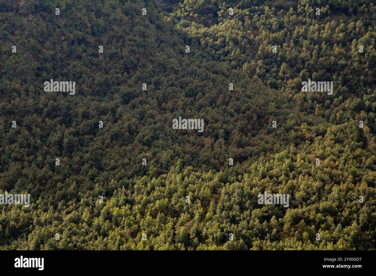 A breathtaking aerial view of a dense forest, with trees creating a ...