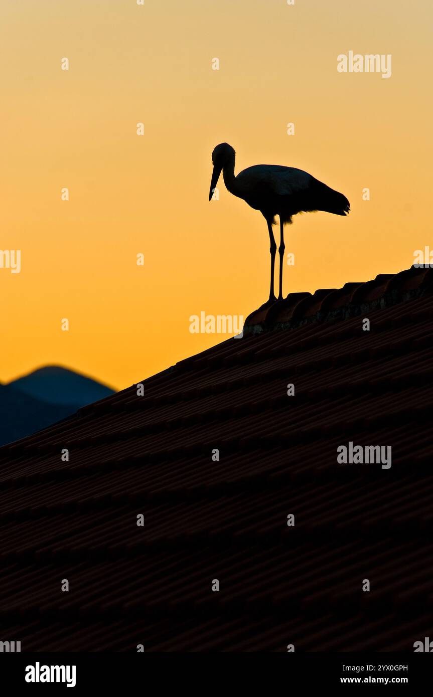 Silhouette stork sunset hi-res stock photography and images - Alamy