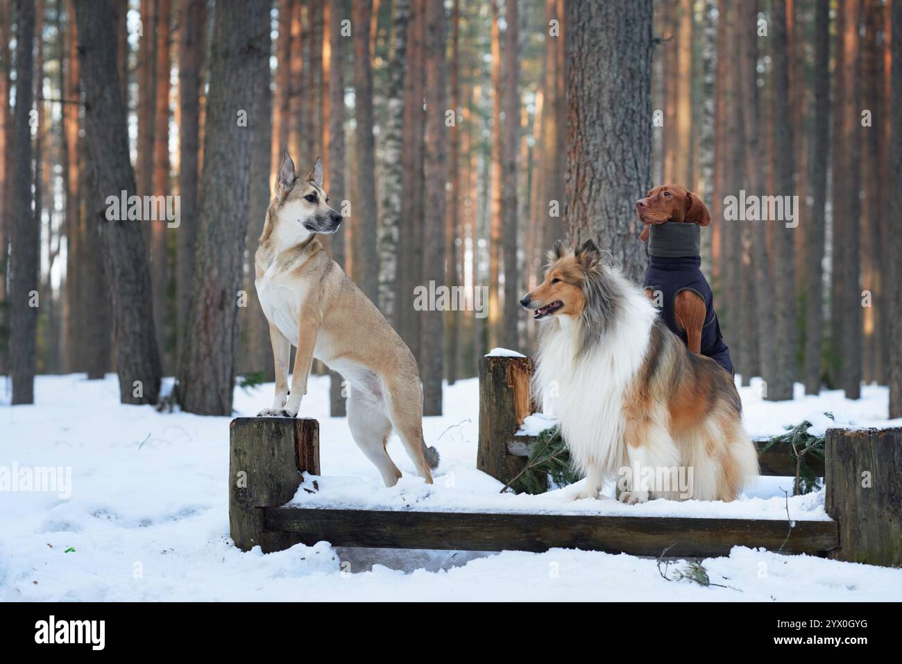 A group of three dogs sits on a wooden platform surrounded by snow in a ...