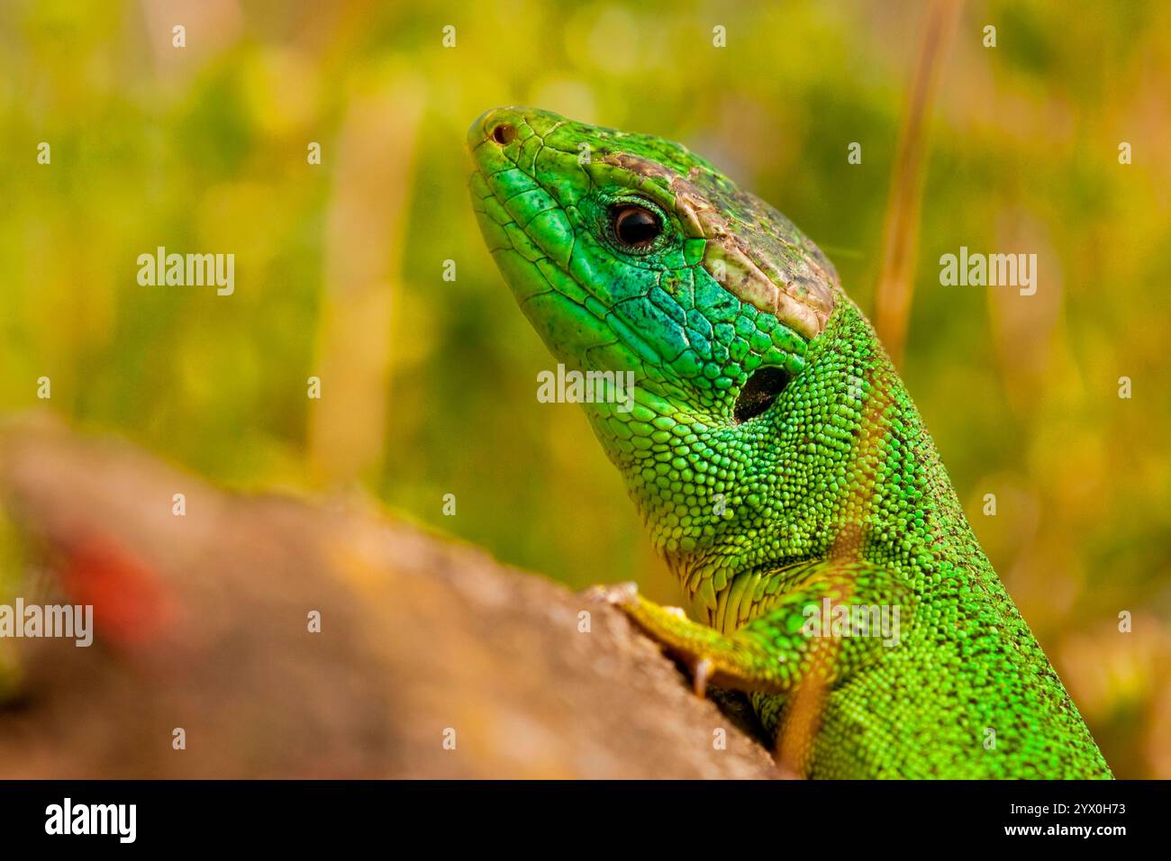 Western Green Lizard (Lacerta bilineata), Kaiserstuhl, Baden ...