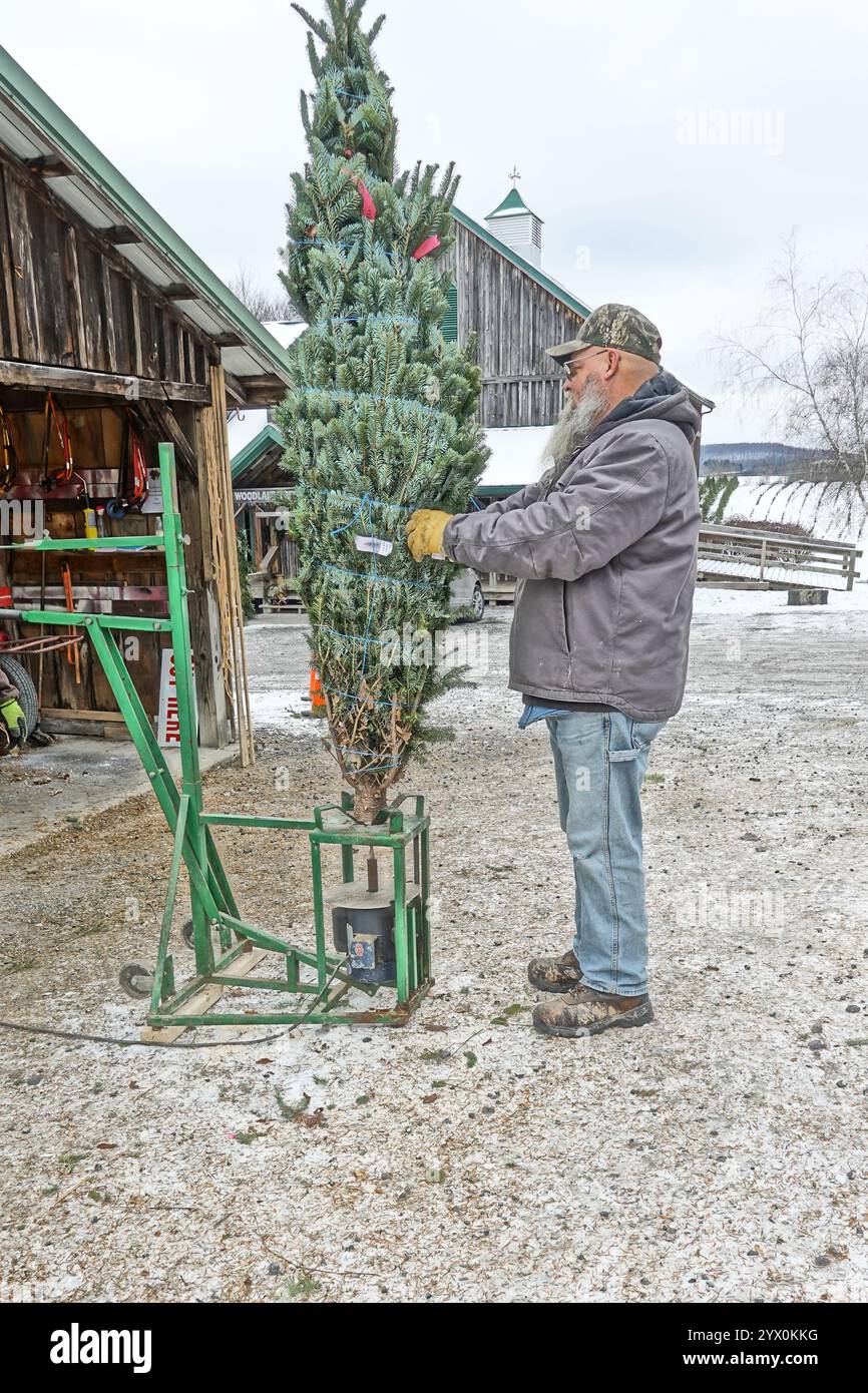 Christmas Tree Farmer Handling a Tree Stock Photo - Alamy