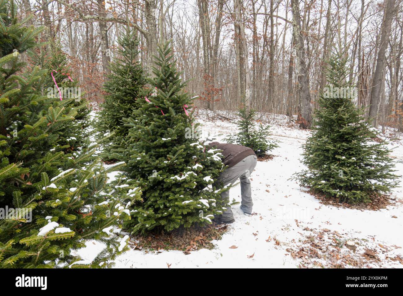 Cutting down christmas trees hi-res stock photography and images - Alamy