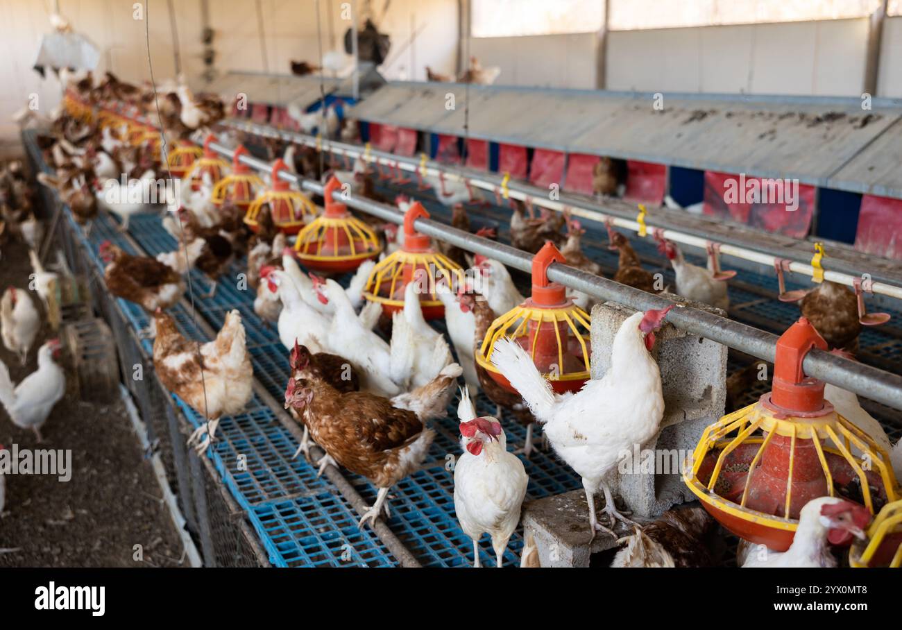 Chicken coop farm. Indoors chicken farm, chicken feeding Stock Photo ...