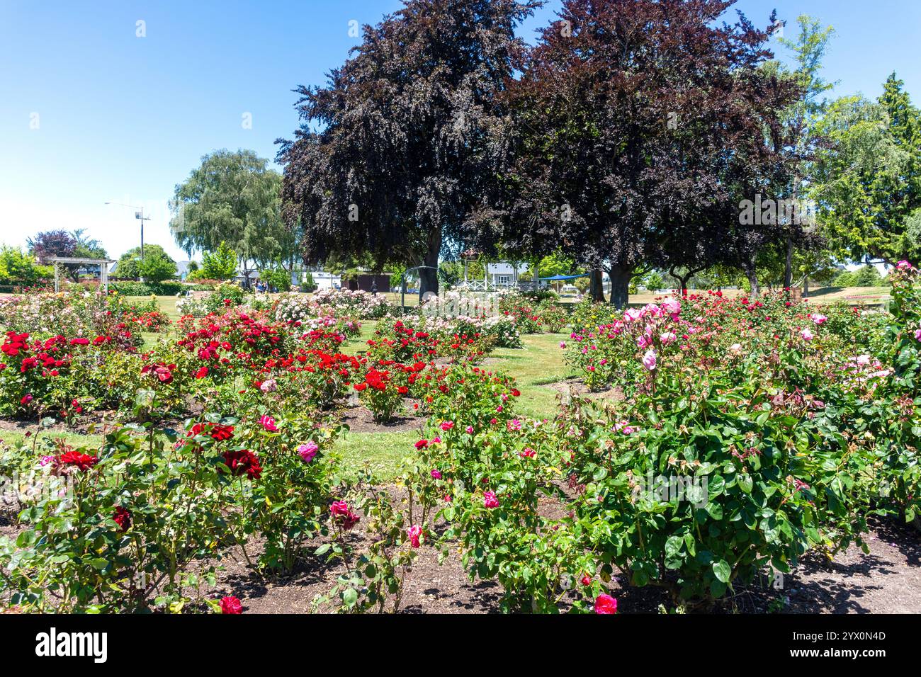 Scott rose garden roses flowering plants lawns trees trousselot hi-res ...