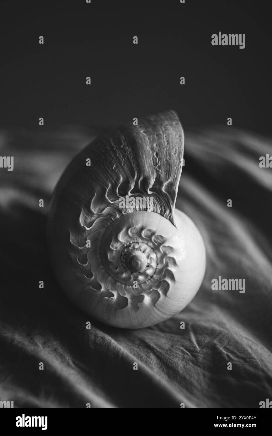 A black and white photograph of a chambered nautilus shell Nautilus ...