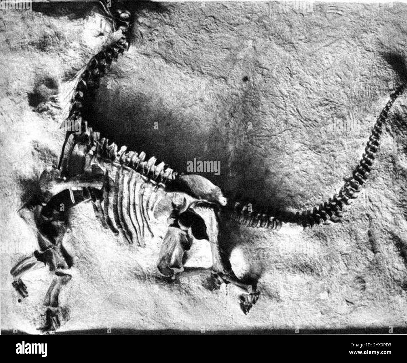 Camarasaurus skeleton, from US government publication ''The Dinosaur ...