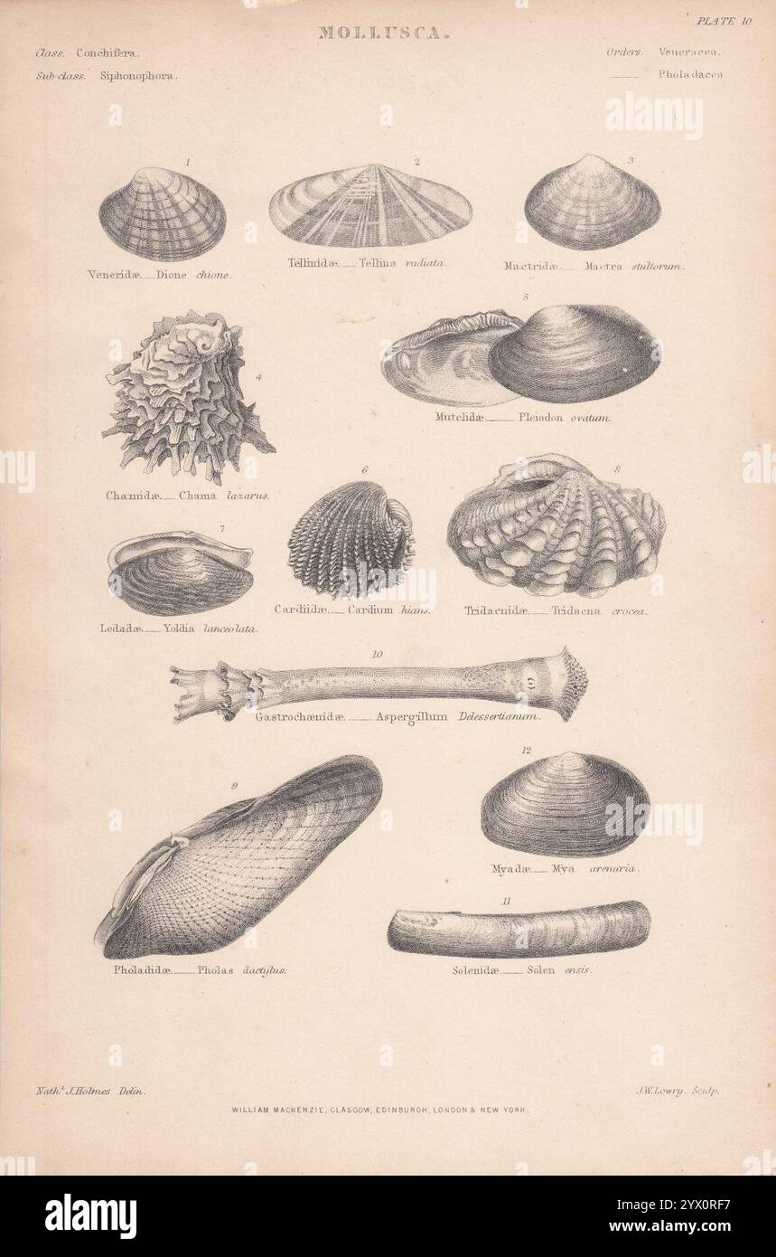 Conchifera, Siphonophora. Veneracea Pholadacea. Mollusca, The National ...
